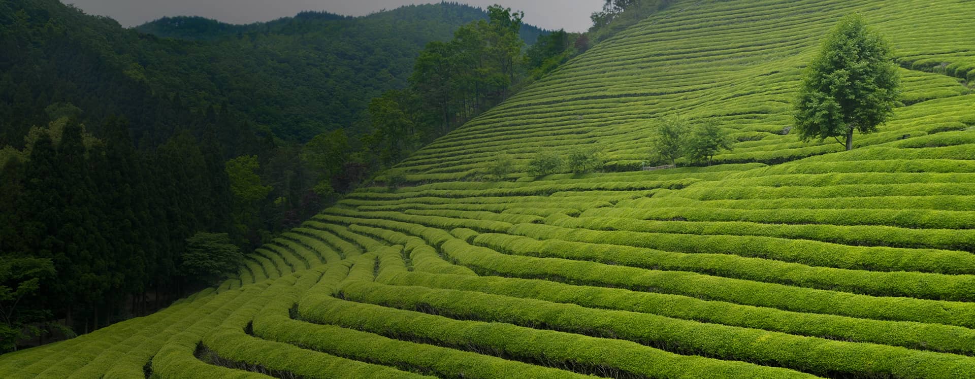 Teaco - Tea Company & Organic Store WordPress Theme Home-2